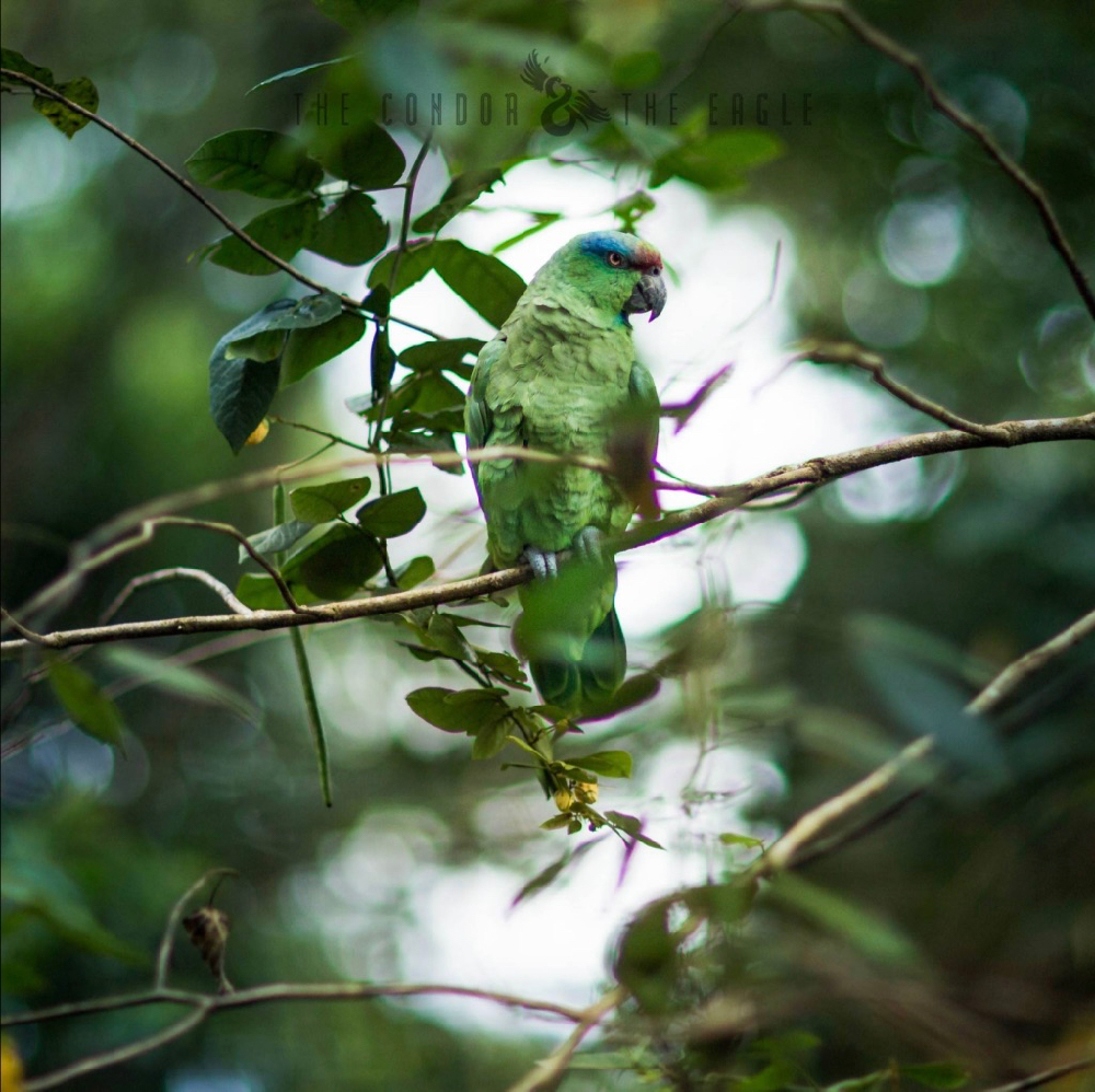 'El cóndor y el águila' alzan el vuelo - El Proyecto Esperanza