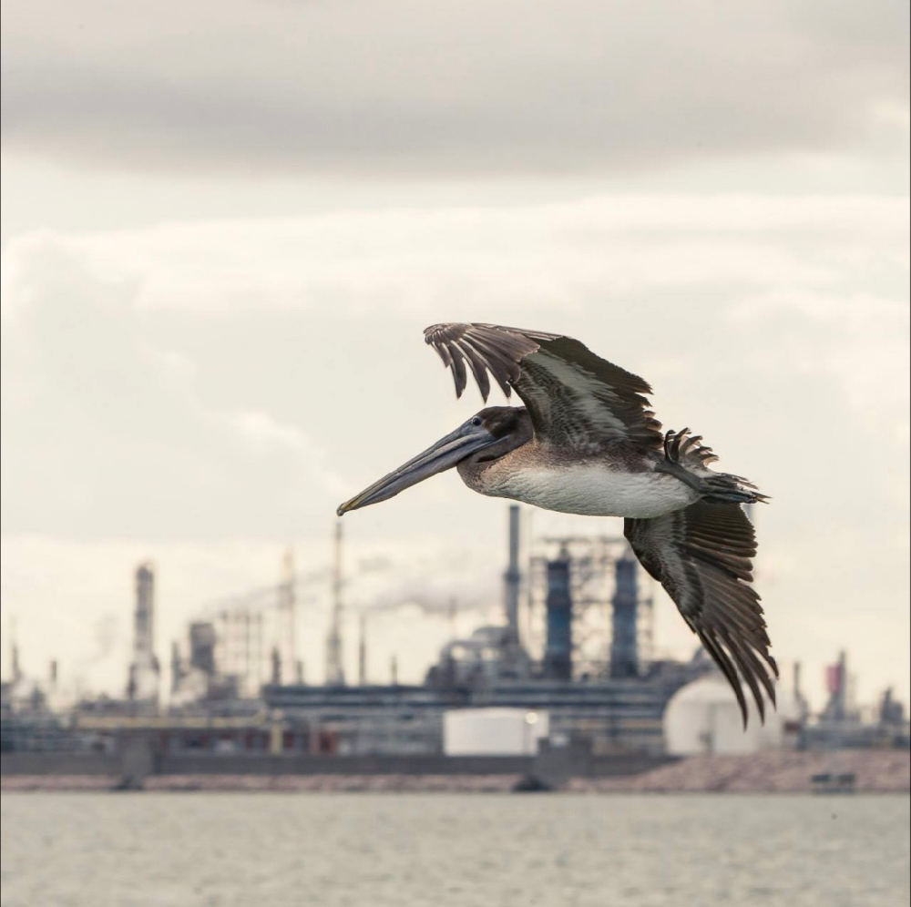 'El cóndor y el águila' alzan el vuelo - El Proyecto Esperanza